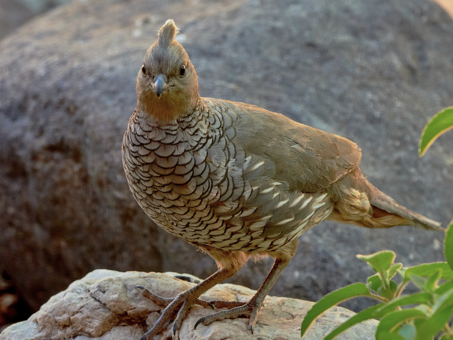 Scaled Quail (SCQU) | Land Trust Bird Conservation Initiative