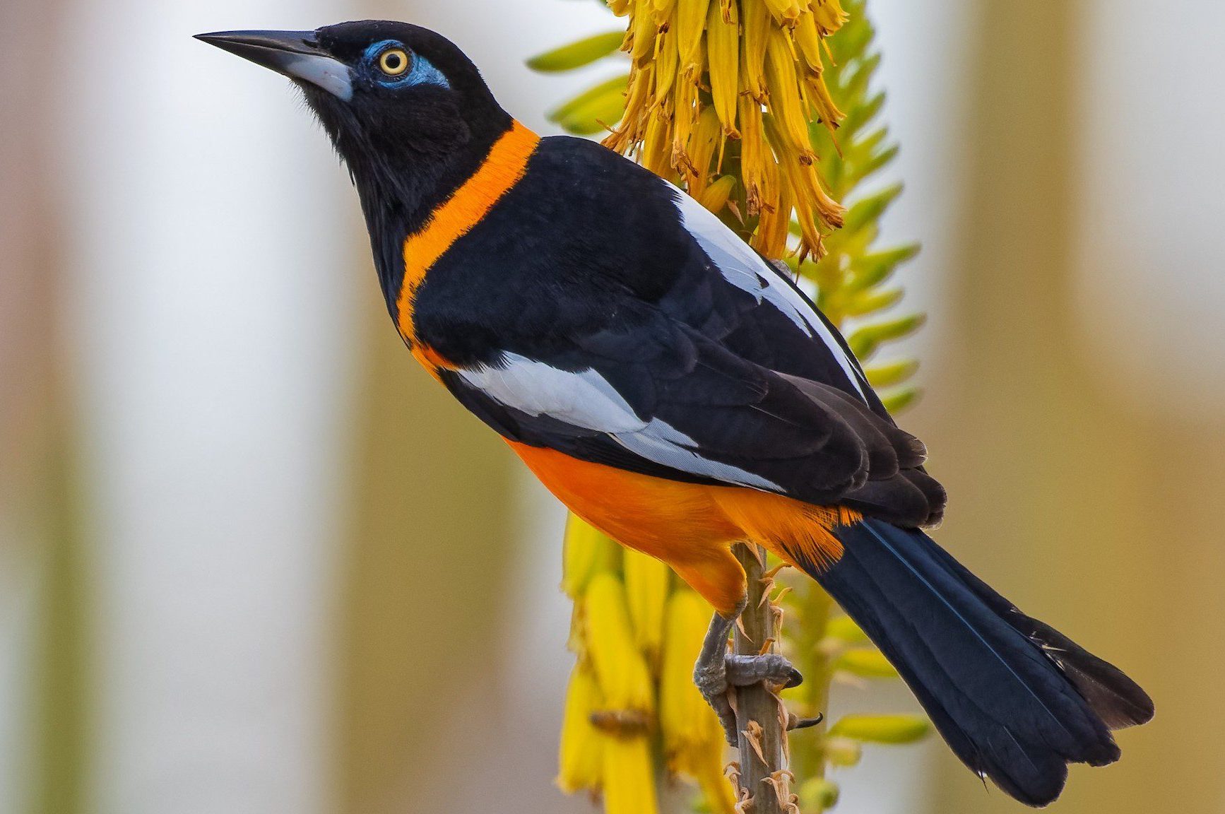 Venezuela – Iniciativas educativas y de alcance para Latinoamérica y El ...