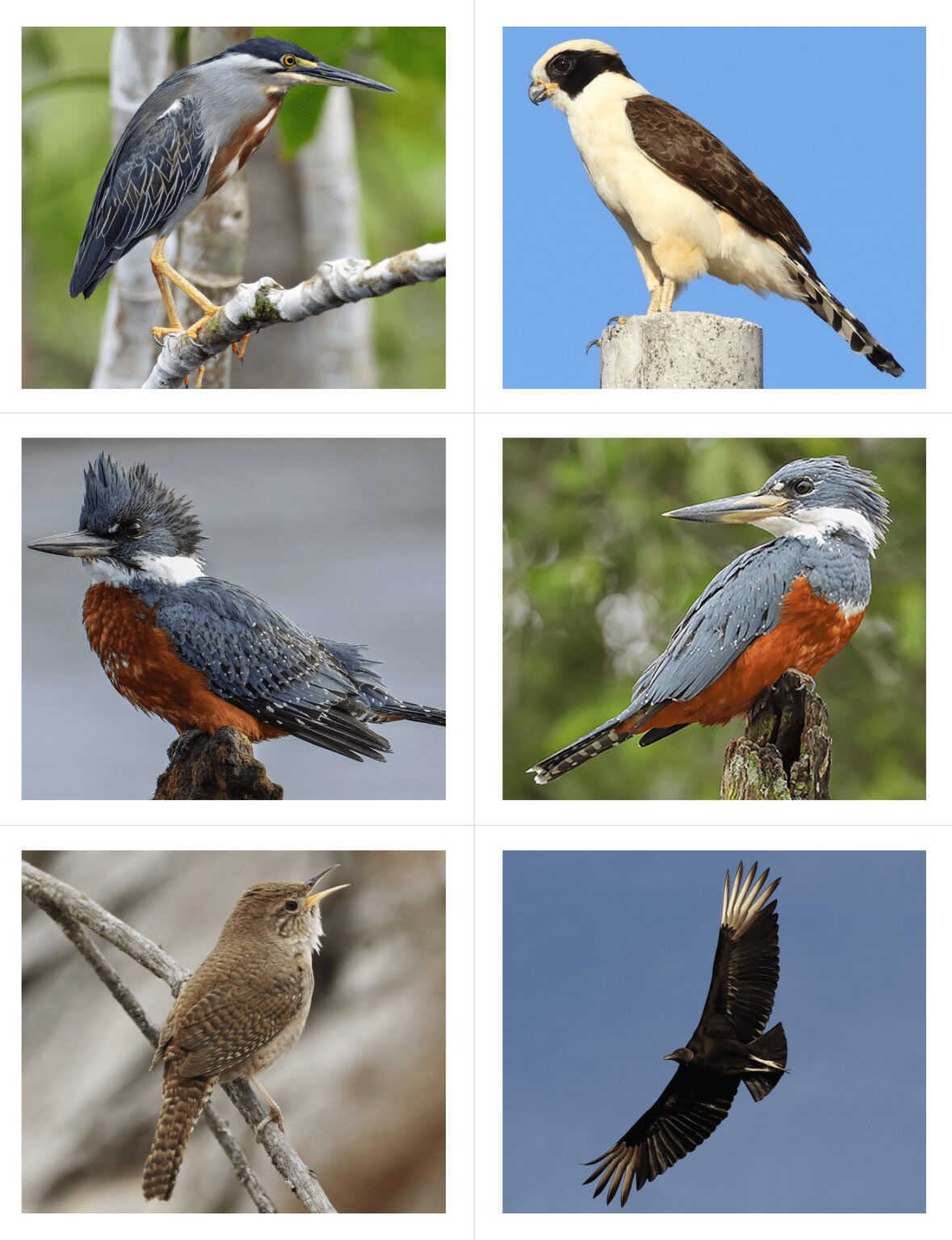 Tarjetas de aves focales – Iniciativas educativas y de alcance para ...